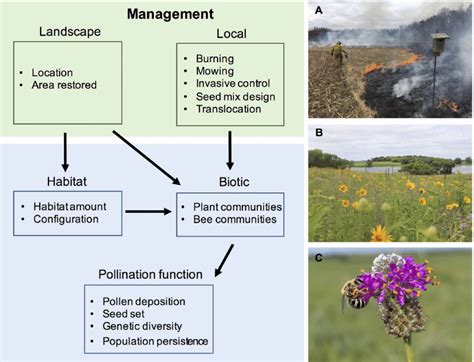 Conceptual Framework Illustrating How Landscape And Management