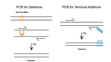Site Directed Mutagenesis By Pcr Pptx