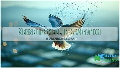 Bird Migration Routes Explained Complete Guide To Flyways And Patterns