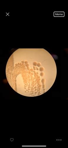 Biology Lab Exam 3 Flashcards Quizlet