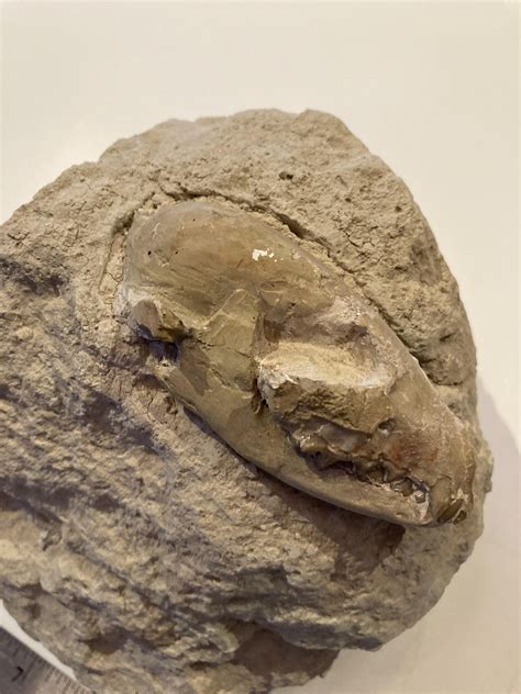 Unknown Fossil Skull R Fossilid