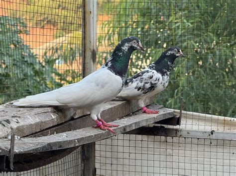 Pigeons Pigeonshistory Old Sialkotibaterabreeds Facebook