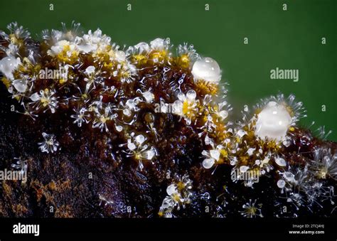 The Hyphomyceet Blistum Tomentosum Syn Polycephalomyces Tomentosus