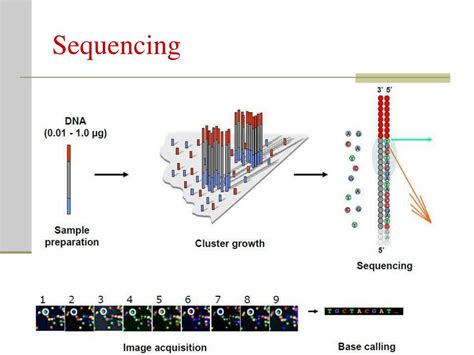 ppt chip sequencing bmi ibgp 730 powerpoint presentation free