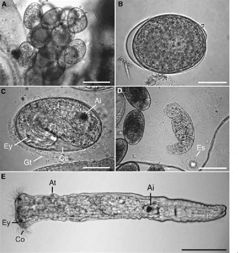 Acyclus Semantic Scholar