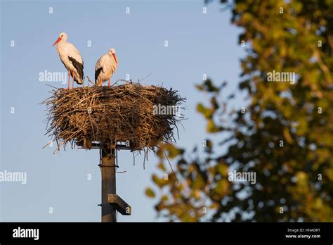 White Stork Ciconia Ciconia Pair At Nest On Artificial Nesting