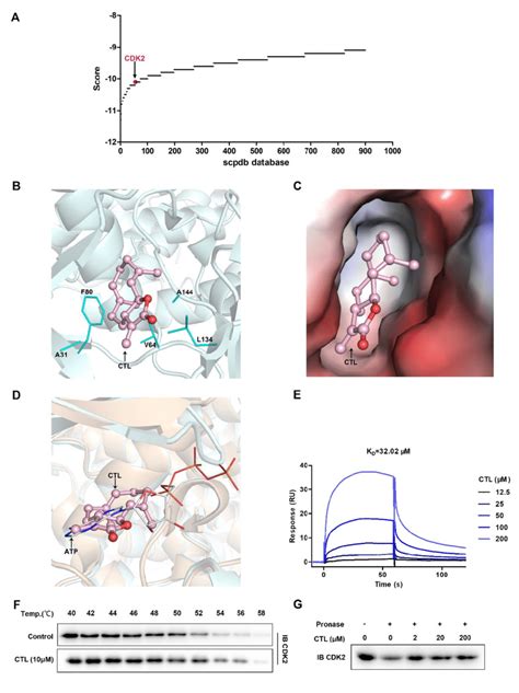 Cyclin Dependent Kinase 2 Cdk2 Is Selectively Targeted By Ctl A Download Scientific