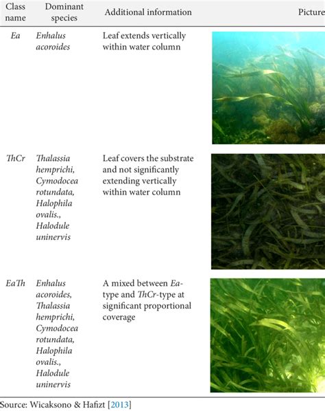 Seagrass Classification Scheme Based On Morphology Or Canopy Structure