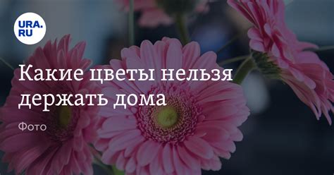 Какие цветы нельзя держать дома и почему приметы фото