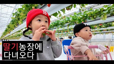 딸기농장체험 화순스윙베리 가족브이로그 Youtube
