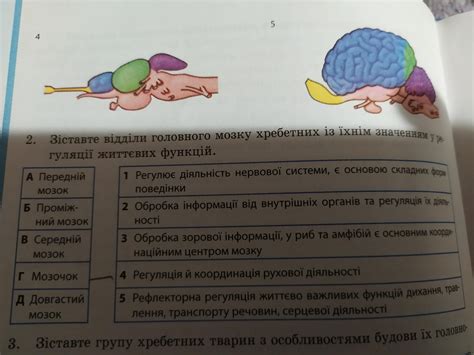 За що відповідають відділи головного мозку Помогите Школьные Знания Com
