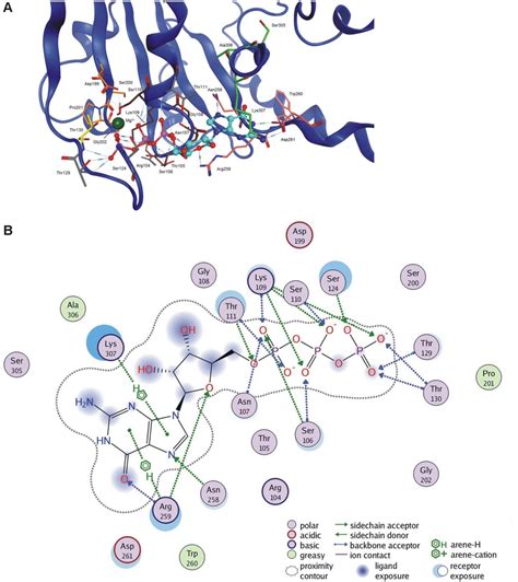 mfn2 gtp binding site and interactions a 3d structure of gtpase