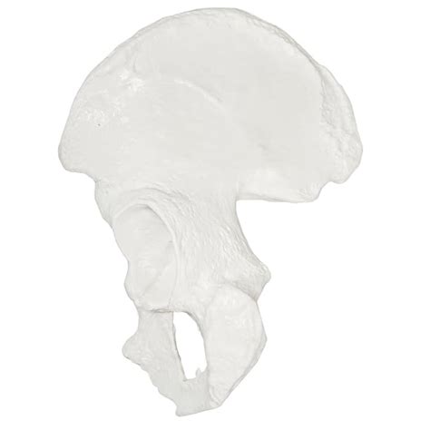 Buy Axis Scientific Hip Bone Model Left Cast From A Real Human