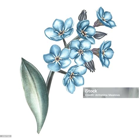 물망초가 아닌 꽃 손으로 그린 수채화 일러스트 그것을 강조 표시하십시오 파란색 물망초 가지 생일이나 결혼식의 인사말 및 초대장 제작용 0명에 대한 스톡 벡터 아트 및 기타