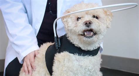 Sudden Acquired Retinal Degeneration Syndrome Sards