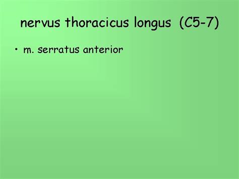Plexus Brachialis Nervus Spinalis Plexus Brachialis C 4