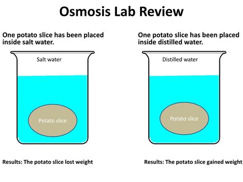 Osmosis Lab Variables At Audra Kato Blog