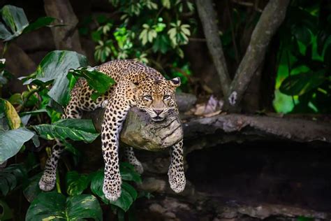 Panther Vs Jaguar The Main Differences Tiger Tribe