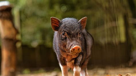 Волосатая свинья · 2560x1440 Qhd And Wqhd 16 9 бесплатная фотография от Virtual картинки и