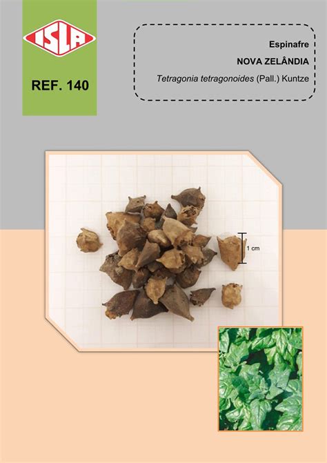 Espinafre Nova Zelandia Isla Sementes