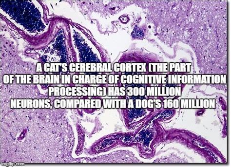 Cerebral Cortex Meme Generator Imgflip Memes Cerebral Cortex