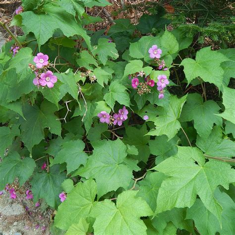 Flowering Raspberry Rubus Odoratus Wild Seed Project Shop