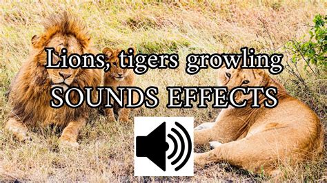 Lions Tigers Growling🦁 Effects Sounds Youtube