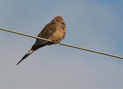 Hospitable Sparrows And Cranky Cardinals My West Virginia Backyard Birds