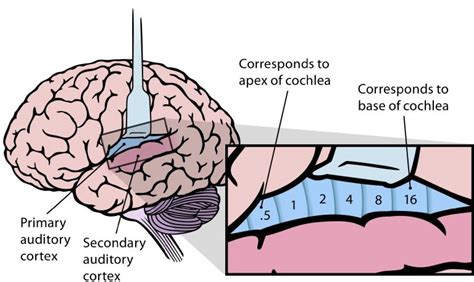 Auditory System Central Processing Introduction To Neuroscience