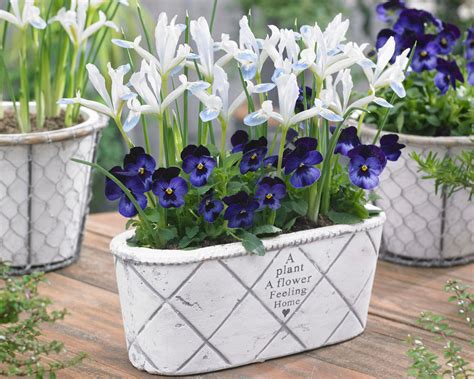 Iris Reticulata Frozen Planet Bulbs — Buy White Blue Dwarf Irises
