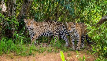 What Do Jaguars Eat Discover The Jaguar Diet With Photos Wildlifetrip