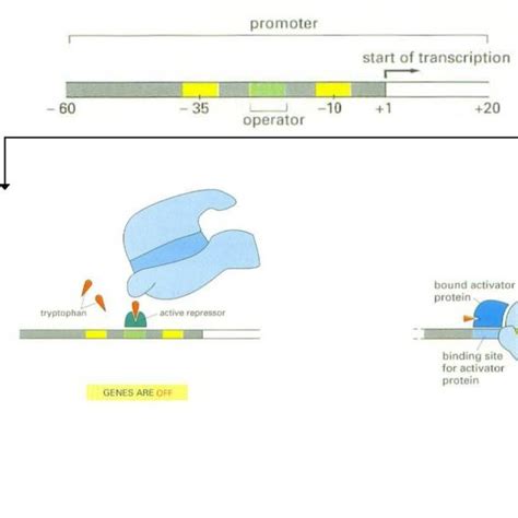 2 Classical View Of The Repressor Activator Regulation Of The Download Scientific Diagram