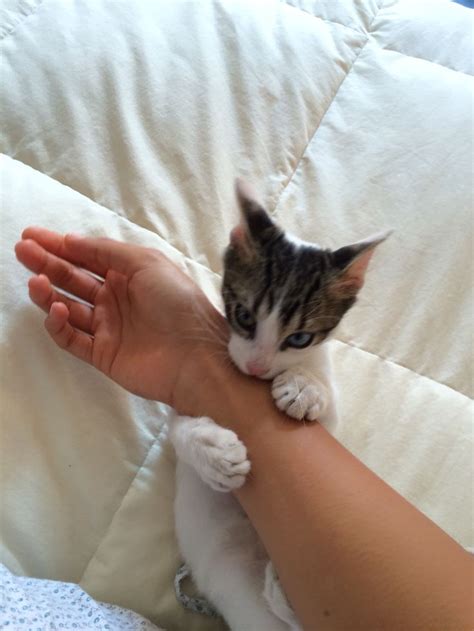 Assassin Kitten Cat Clothes Kittens And Puppies Cat Costumes