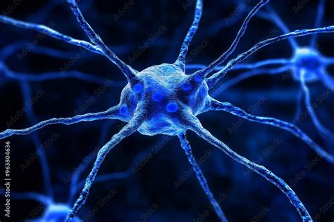 Schwann Cell Differentiation Basal Ganglia Thalamus Connectivity And