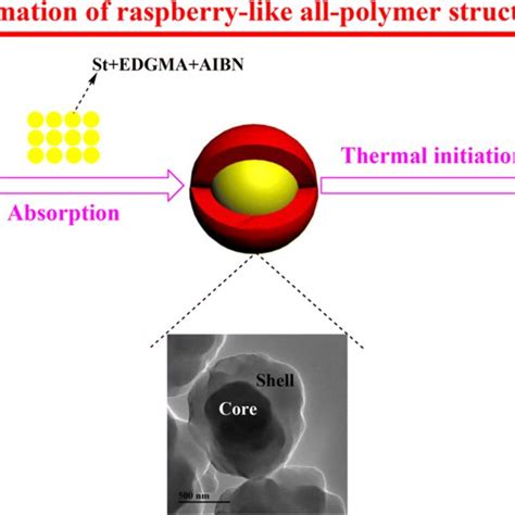 Formation Process Of Raspberry Like All Polymer Structure Download Scientific Diagram