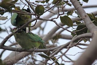 Newsturbate Do Birds Fuck And Other Unrelated Things