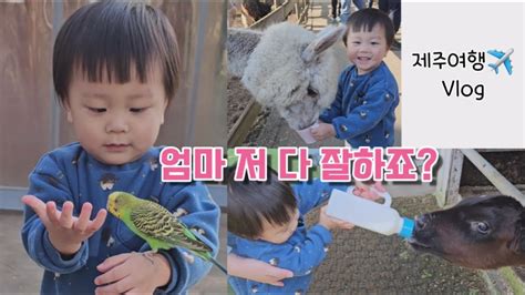 첫째랑 함께 떠나는 태교여행 ㅣ 태교여행이라 쓰고 육아라 읽는다 ㅣ 28개월 아기랑 제주여행 ㅣ 아침미소 목장 ㅣ 젖소 우유 주기 체험 ㅣ 화조원 ㅣ 애월 바다 ㅣ 제주여행