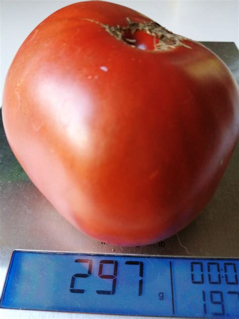 Ruby Surprise Dreamgarden Lt