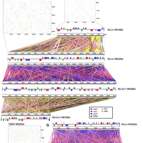 Comparative Analysis Of Mitochondrial Genome Structures And Annotations