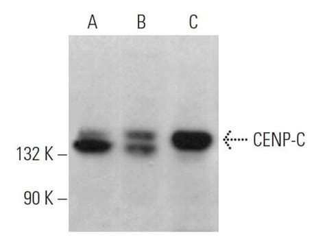 Cenp C Antibody C 6 Scbt Santa Cruz Biotechnology