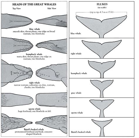 Introduction Continued A Complete Guide To Whales Dolphins And