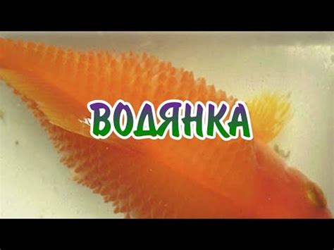 ВОДЯНКА. СИМПТОМЫ И ЛЕЧЕНИЕ - YouTube