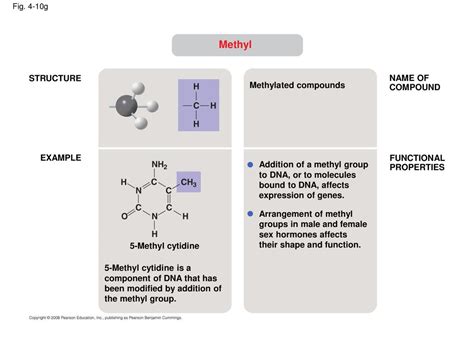 Carbon And The Molecular Diversity Of Life Ppt Download