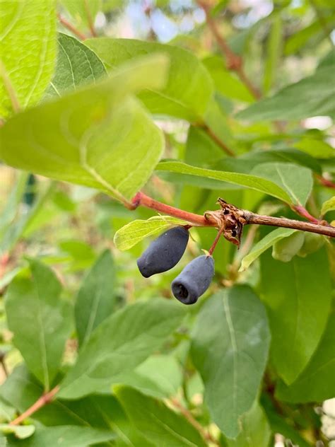 Жимолость Пикабу