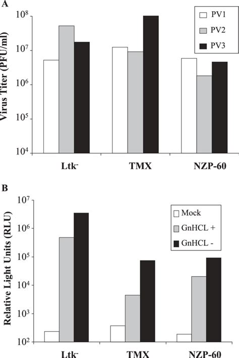 Translation And Replication Of Pv Rna And Of Pv Luc Replicon In