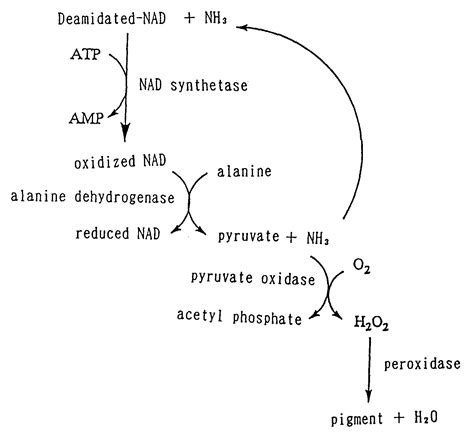 Alanine Dehydrogenase