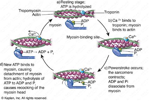What Is A Cross Bridge Cycle At Sheryl Butler Blog