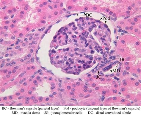 Macula Densa Histology Hot Sex Picture Macula Densa Histology Hot Sex Picture