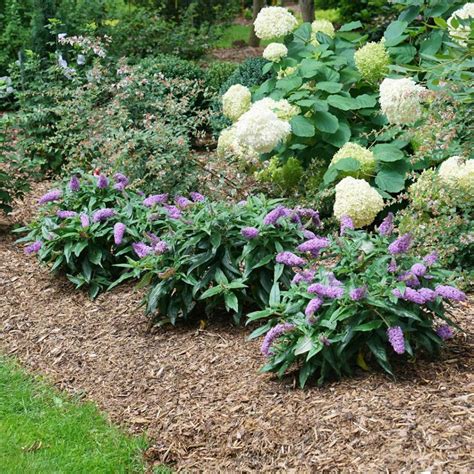 Plant Of The Week Pugster® Amethyst Butterfly Bush Plant Of The Week