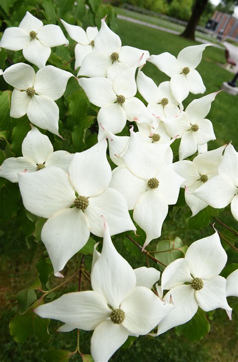 11 Beautiful White Flowering Trees To Plant — And One To Avoid